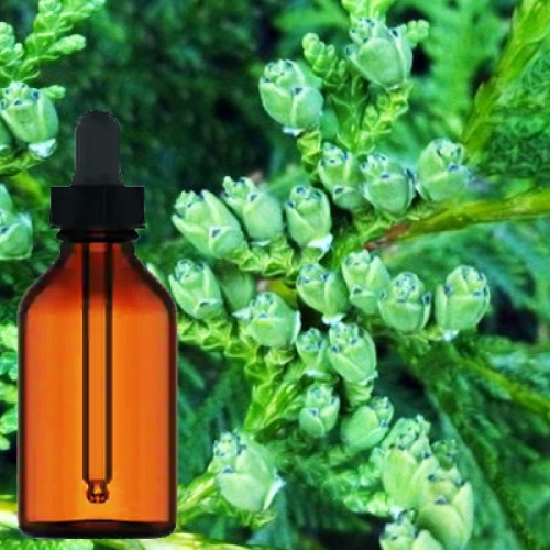 Buy the high quality Thuja Leafs Liquid Extract in Brampton ...