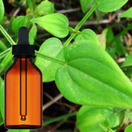 Buy the high quality Manjistha Indian Maddar Liquid Extract in Brampton ...