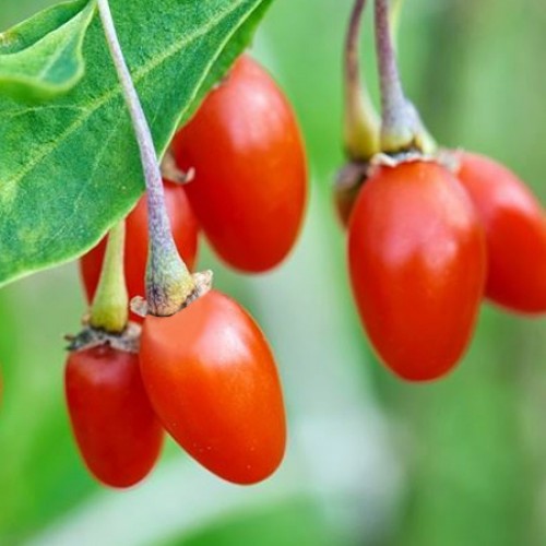 Goji Berry Seed Oil