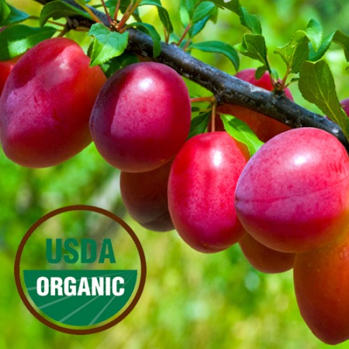 Plum Kernel Virgin Organic Oil