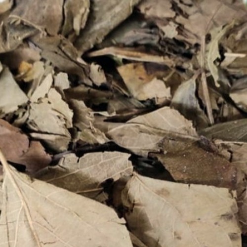 Parijat Leaves Cut and Sifted