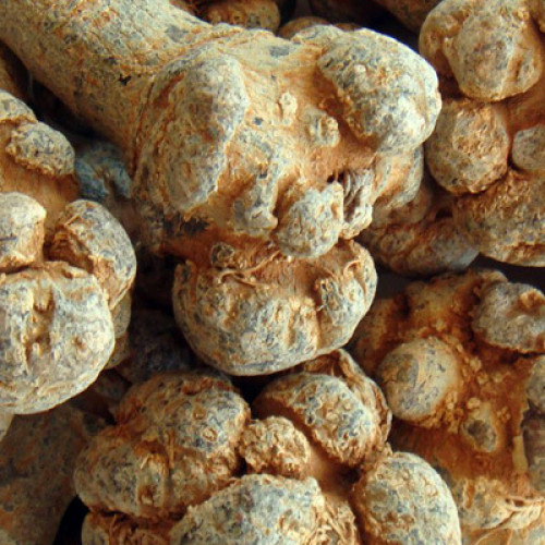 Notoginseng Panax Root Whole