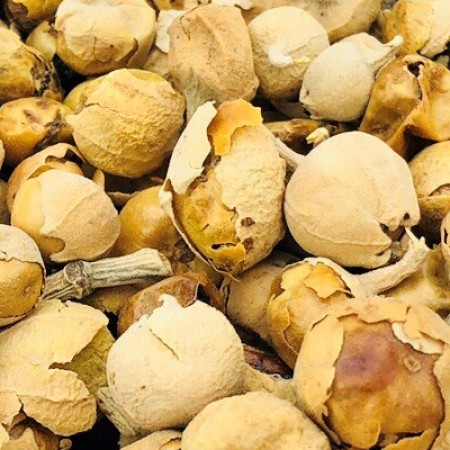 BUY PANEER DODI IN CANADA AND USA