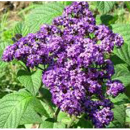 Premium Quality Heliotrope Floral Water in Canada