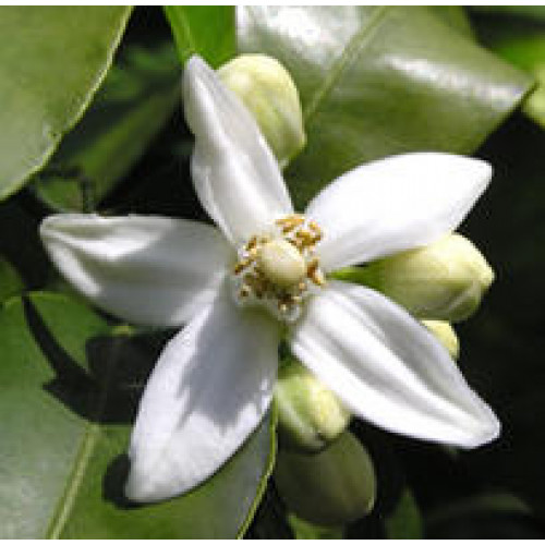 Buy the high quality Neroli Essential Oil in Brampton, Mississauga ... Buy the high quality Neroli Essential Oil in Brampton, Mississauga ...