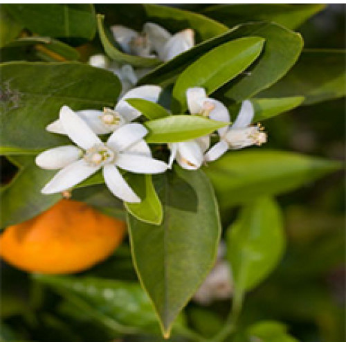 Buy Neroli Essential Oil (Egypt) in Canada Buy Neroli Essential Oil (Egypt) in Canada