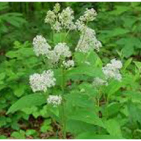 High Quality RED ROOT (JERSEY TEA) in Canada and USA